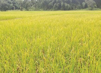 Farmers worried over pest attack on standing paddy crops | The ...