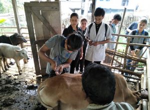 PTR conducts cattle immunization prog | The Arunachal Times